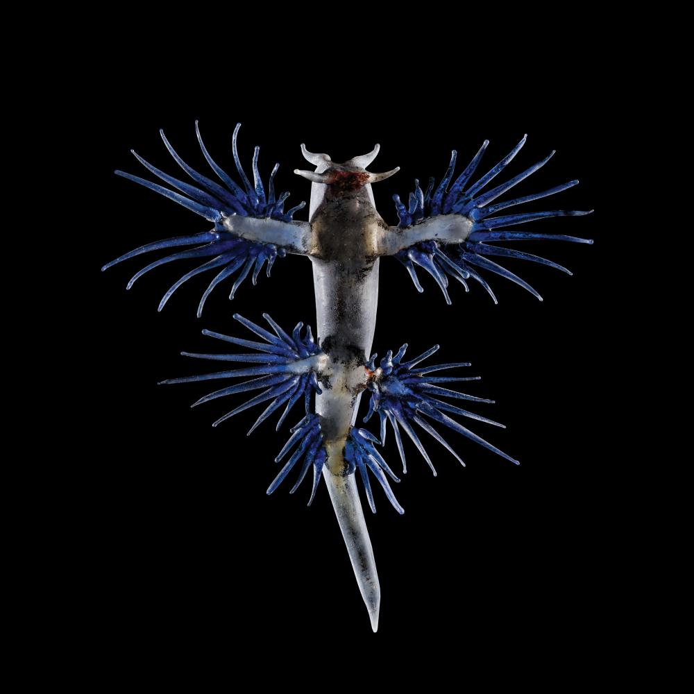 Sea Creatures for Sale | The National Endowment for the Humanities