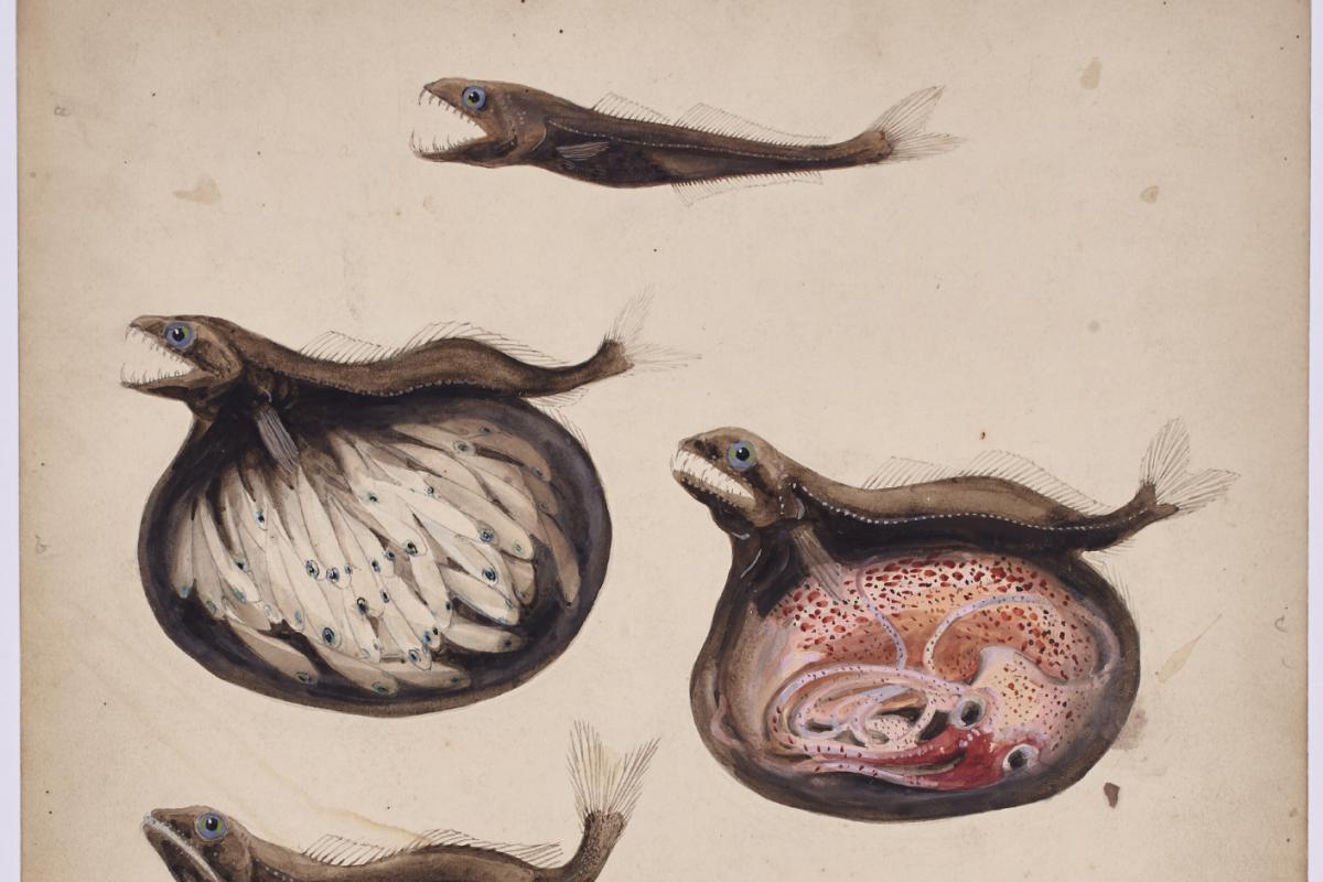 What’s On Your Wish List? Archives Edition | The National Endowment for ...